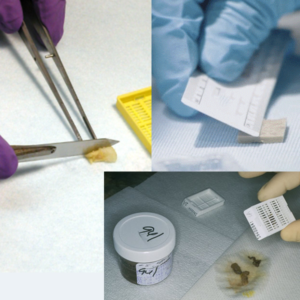 Histology Grossing - For Gr